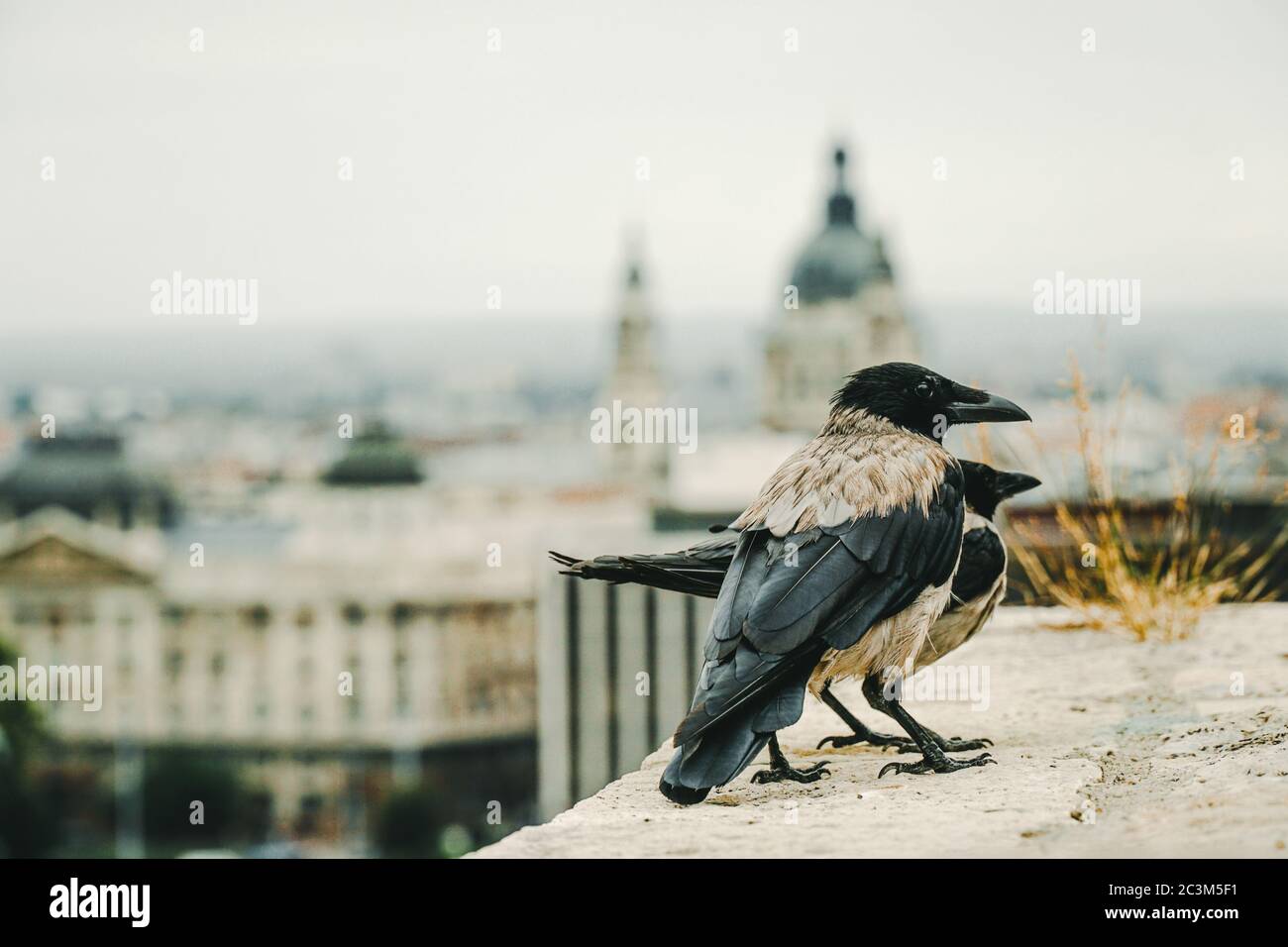 Two crows on roof hi-res stock photography and images - Alamy