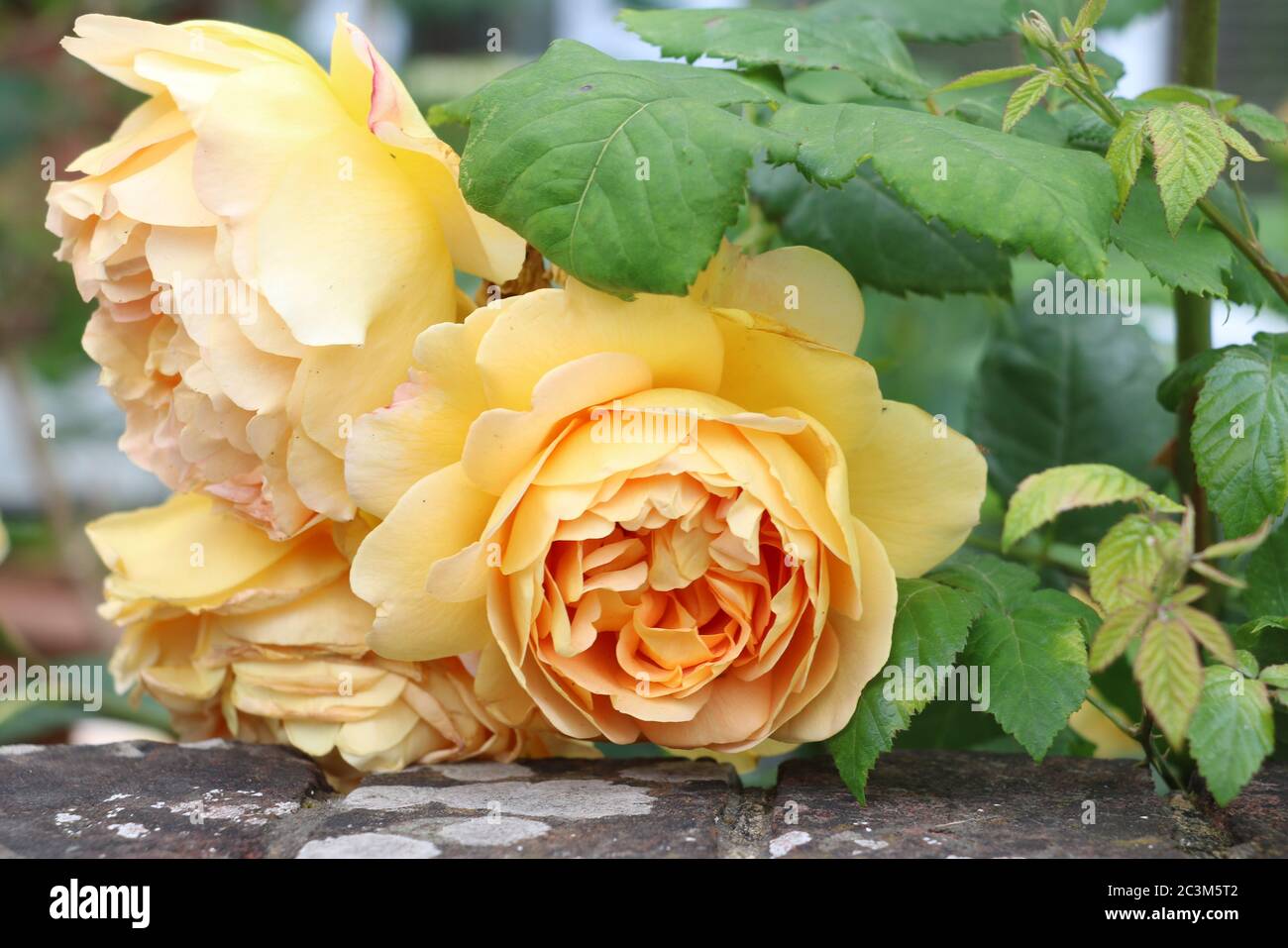 Yellow english garden rose hi-res stock photography and images - Alamy