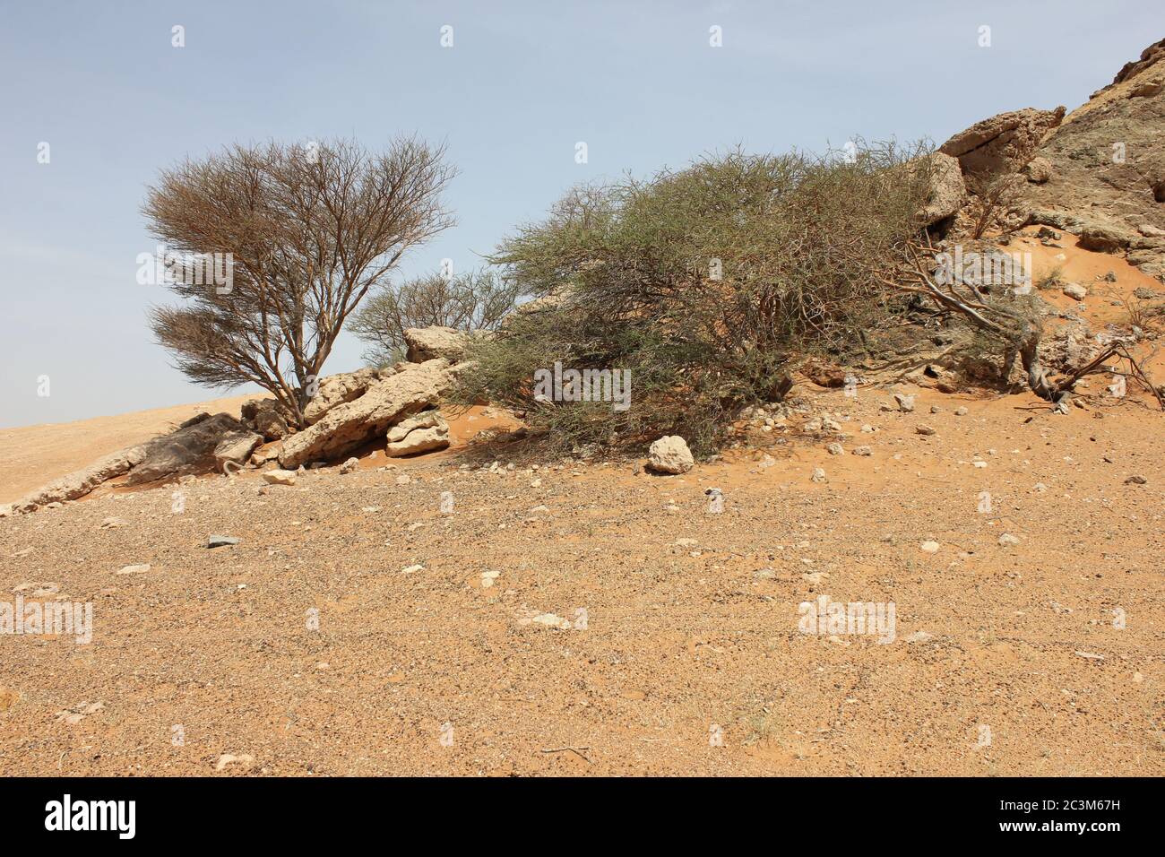 Arabian desert sand dunes ecology/ecosystem. Wind action constantly ...