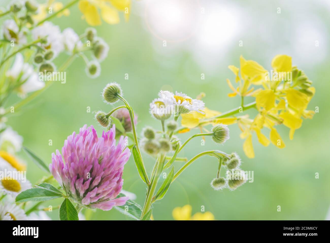 Different multicolored wildflowers on natural green background closeup ...