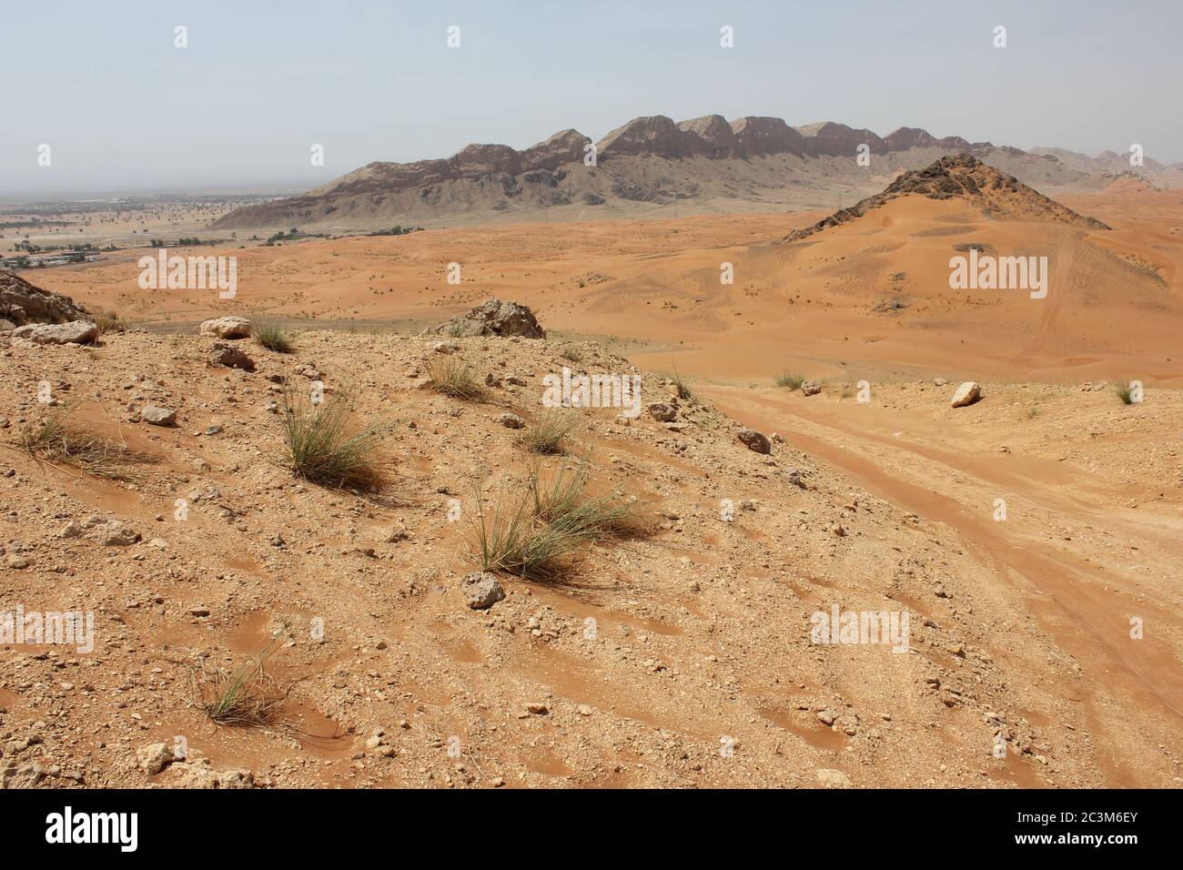 Desert ecosystem uae hi-res stock photography and images - Alamy