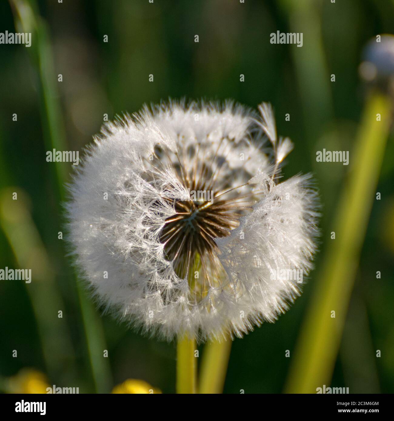 close-up view with fluffy dandelion fluff and dew drops, blurred ...