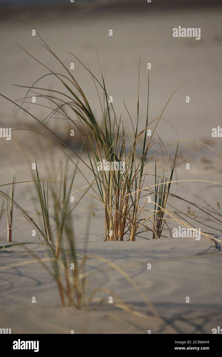 Thin sand hi-res stock photography and images - Alamy
