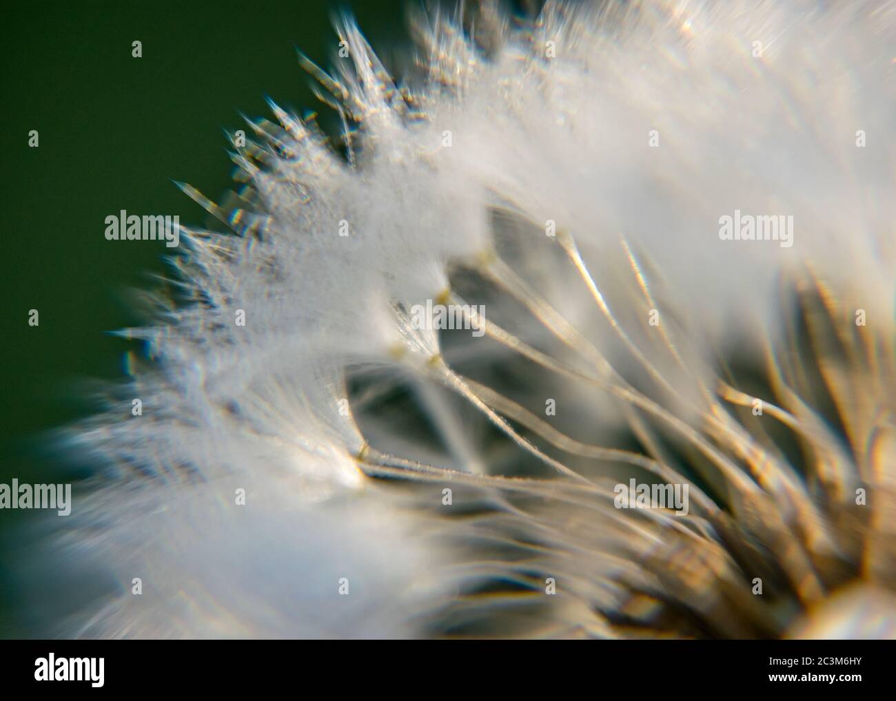 close-up view with fluffy dandelion fluff and dew drops, blurred ...
