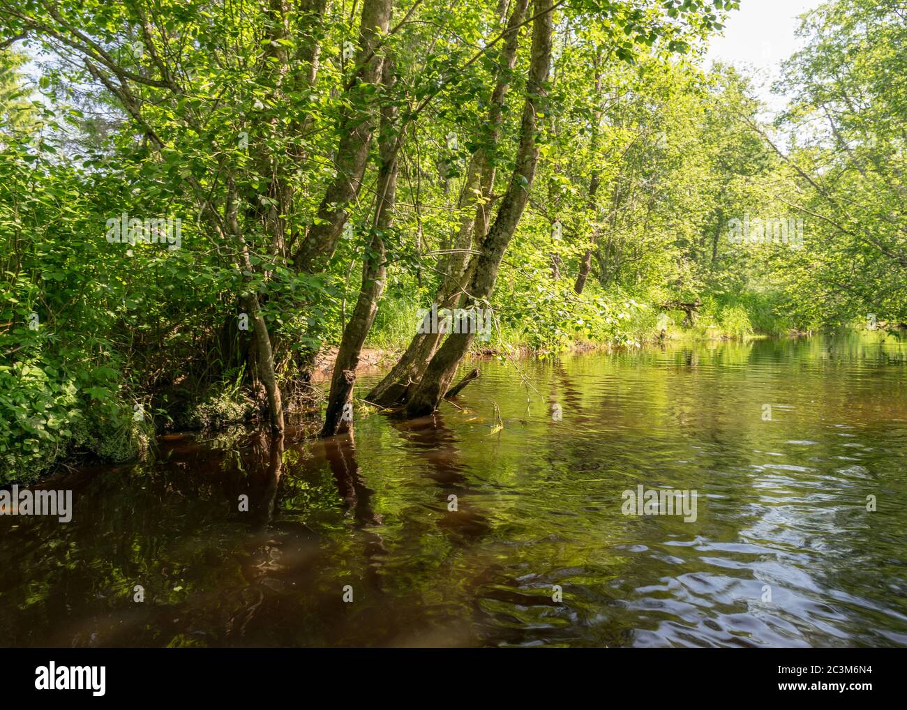 Riverside forrest hi-res stock photography and images - Alamy