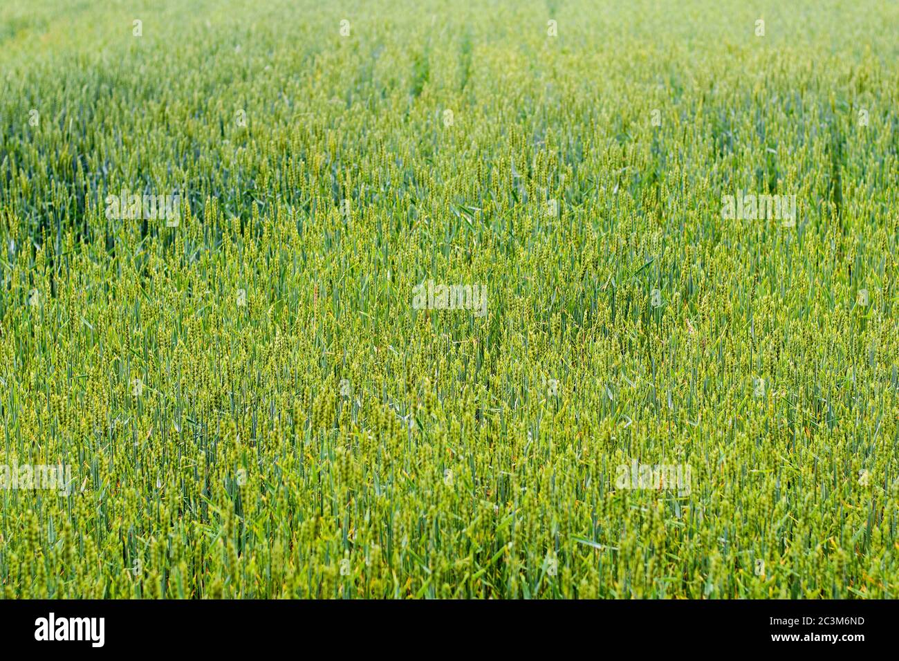Horizontal close up indian farmer hi-res stock photography and images ...