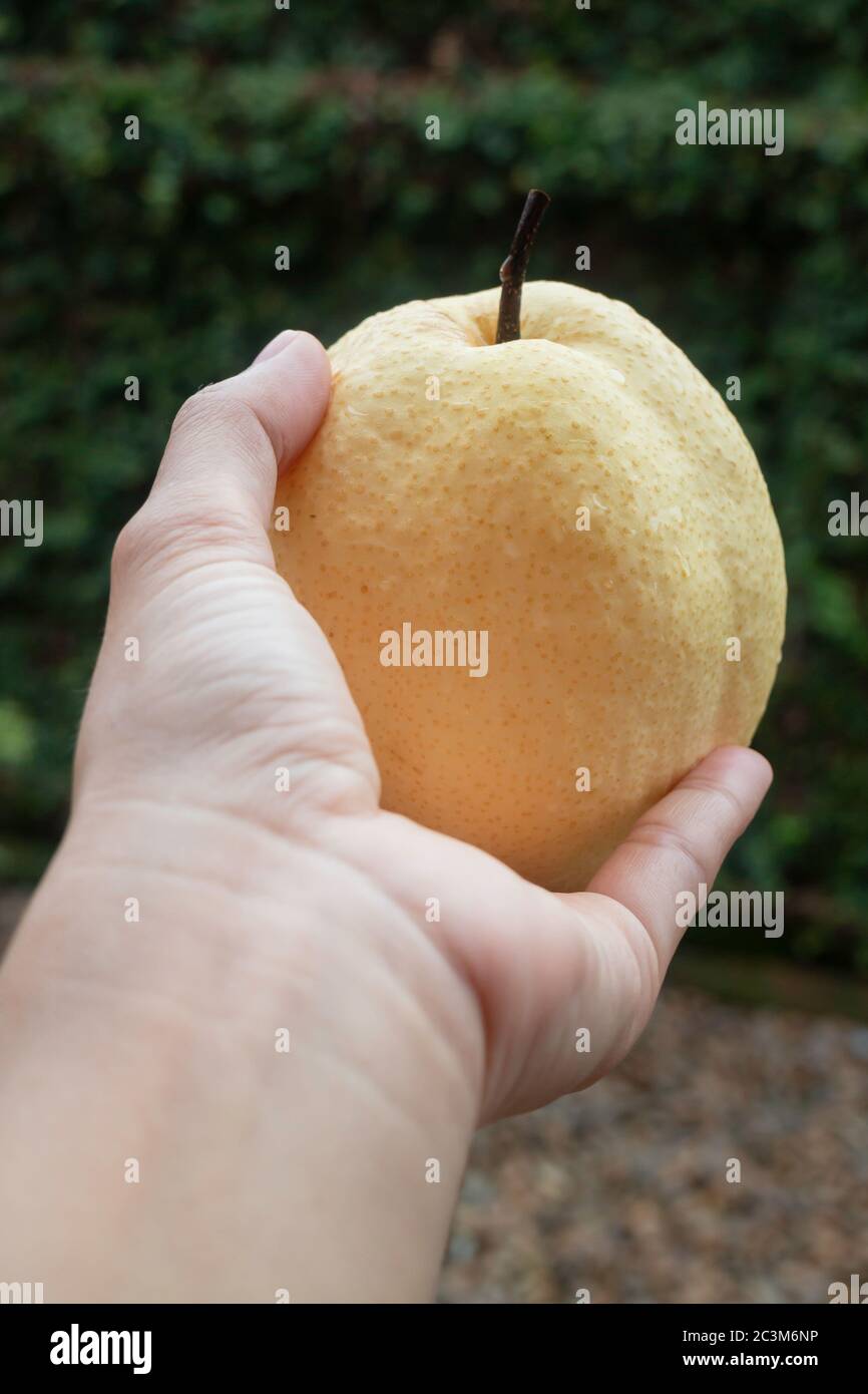Single fresh asian whole pear, stock photo Stock Photo - Alamy
