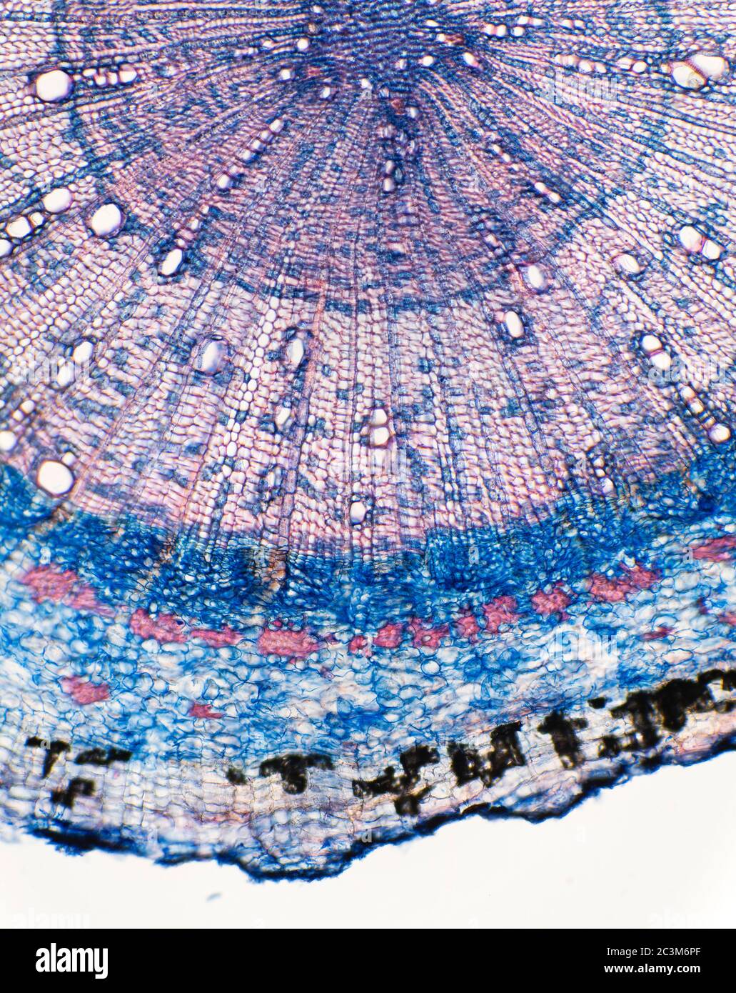 Transverse section plant hi-res stock photography and images - Alamy