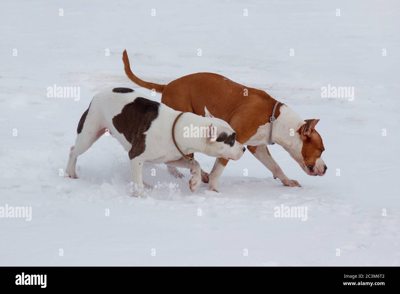 American staffordshire terrier teeth hi-res stock photography and ...