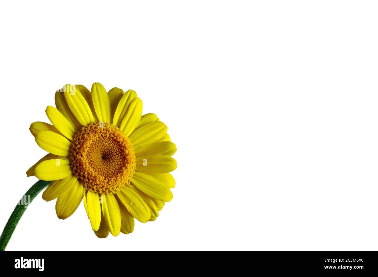 Yellow gerbera with white background, left, small Stock Photo - Alamy