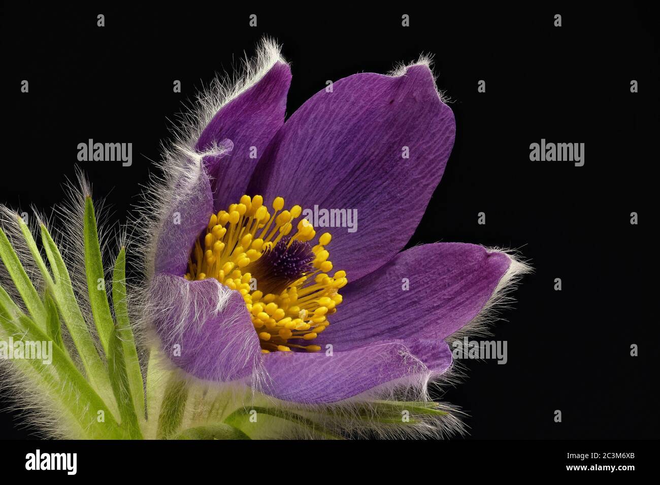 Purple cowbell - Pulsatilla - on black background - strong colors ...
