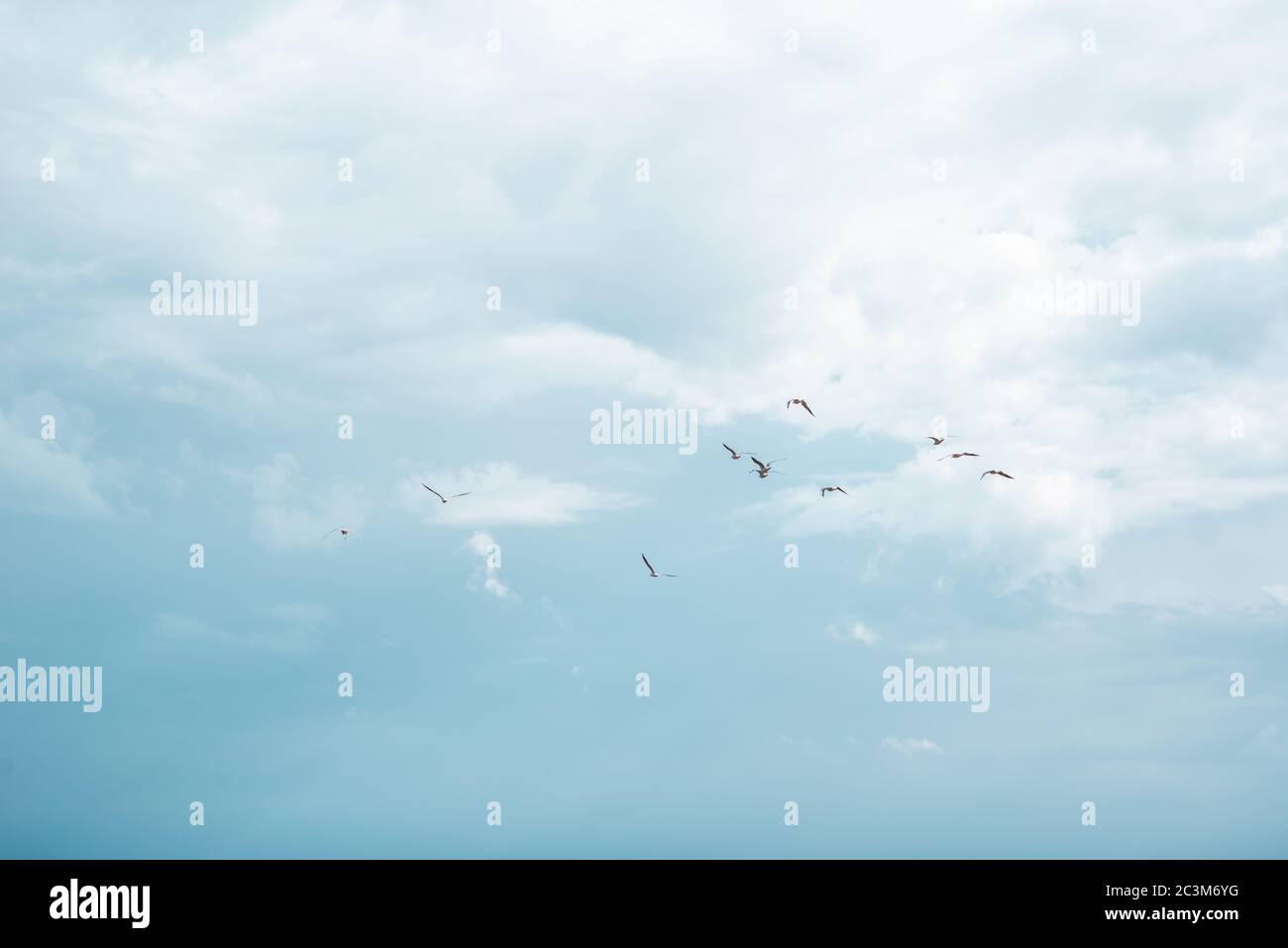 Low angle shot of a flock of birds flying under a cloudy sky Stock ...