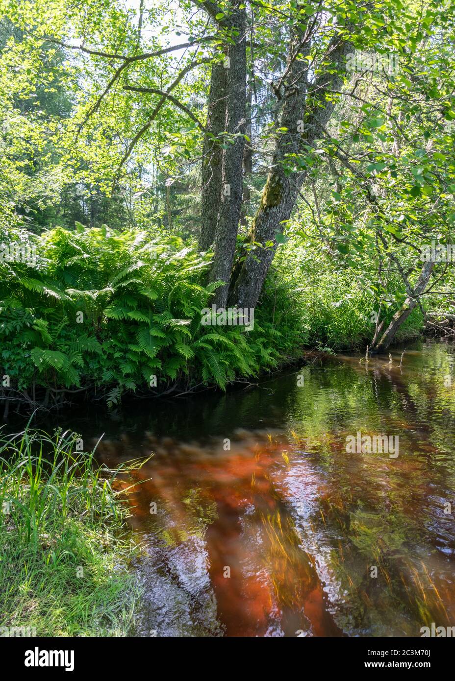 summer landscape with forest river reflection view, green forest river ...