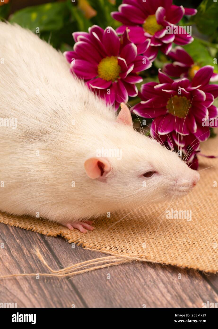Cute white pet rat on a table Stock Photo - Alamy