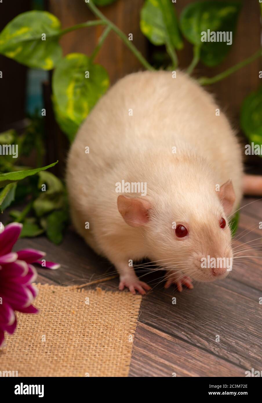 Cute white pet rat on a table Stock Photo - Alamy