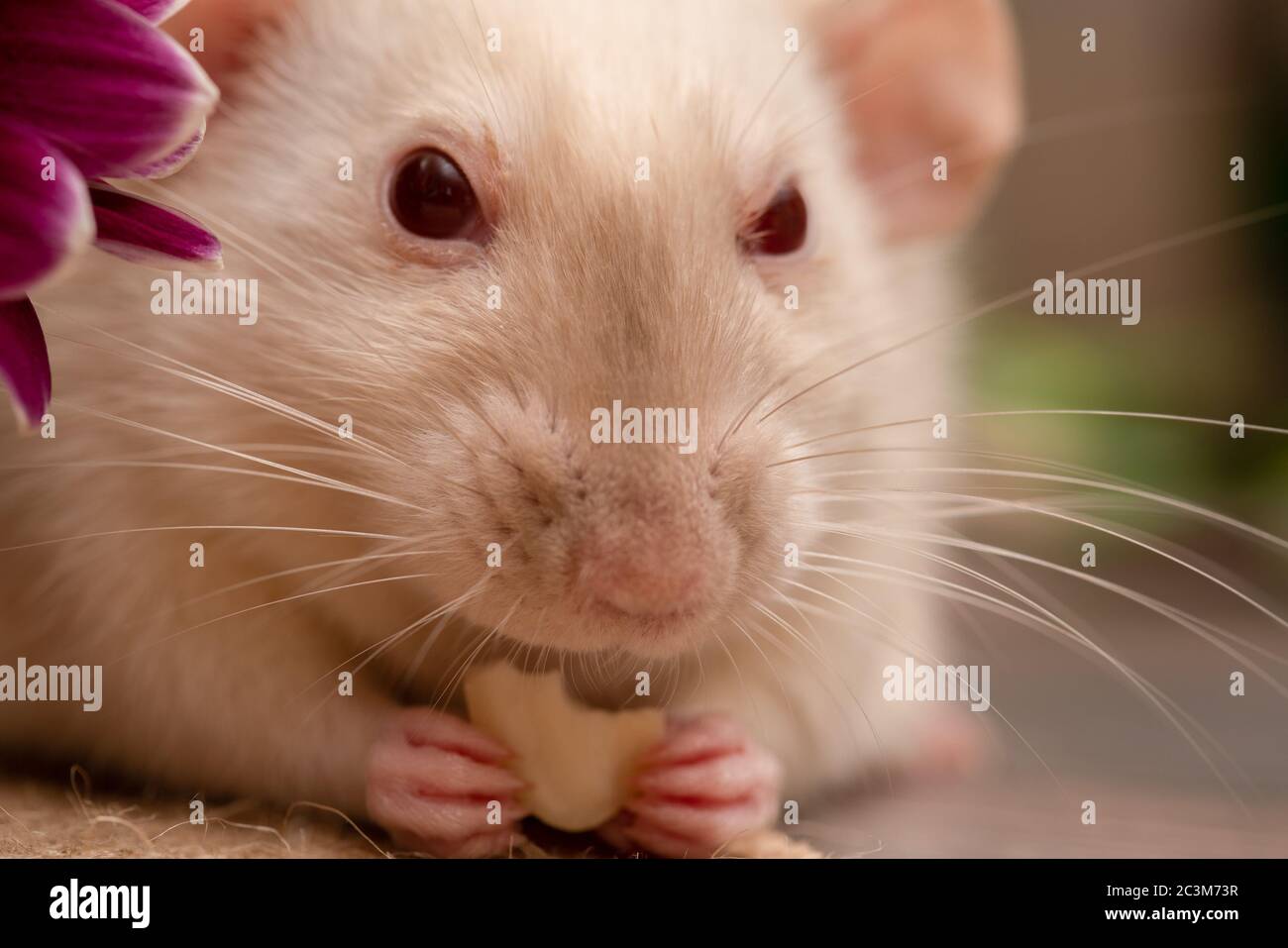 White lab rat on black hi-res stock photography and images - Alamy