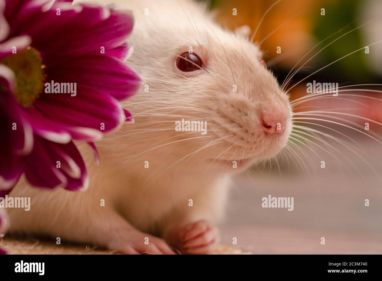 Cute white pet rat on a table Stock Photo - Alamy