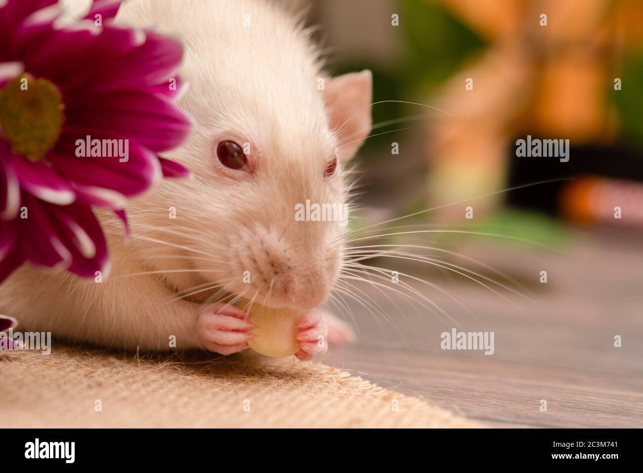 Lab rat cage hi-res stock photography and images - Alamy