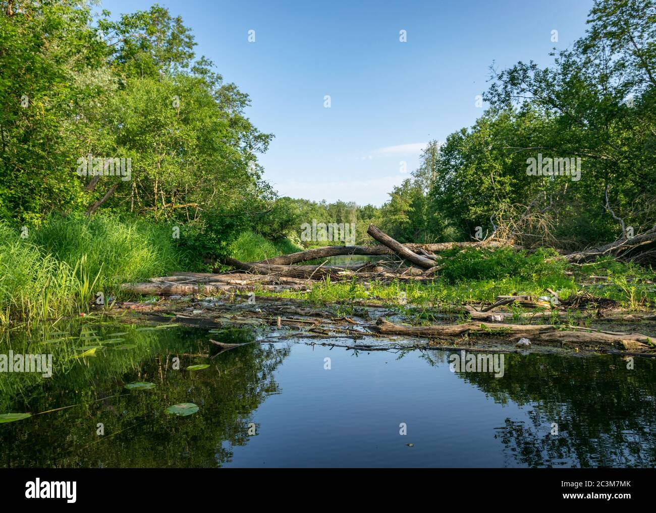 summer landscape with a view of the forest river reflection, old logs ...