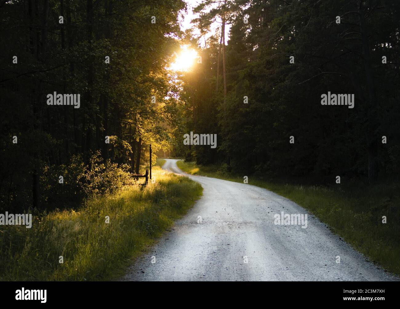 Breathtaking shot of a narrow road through a forest Stock Photo - Alamy