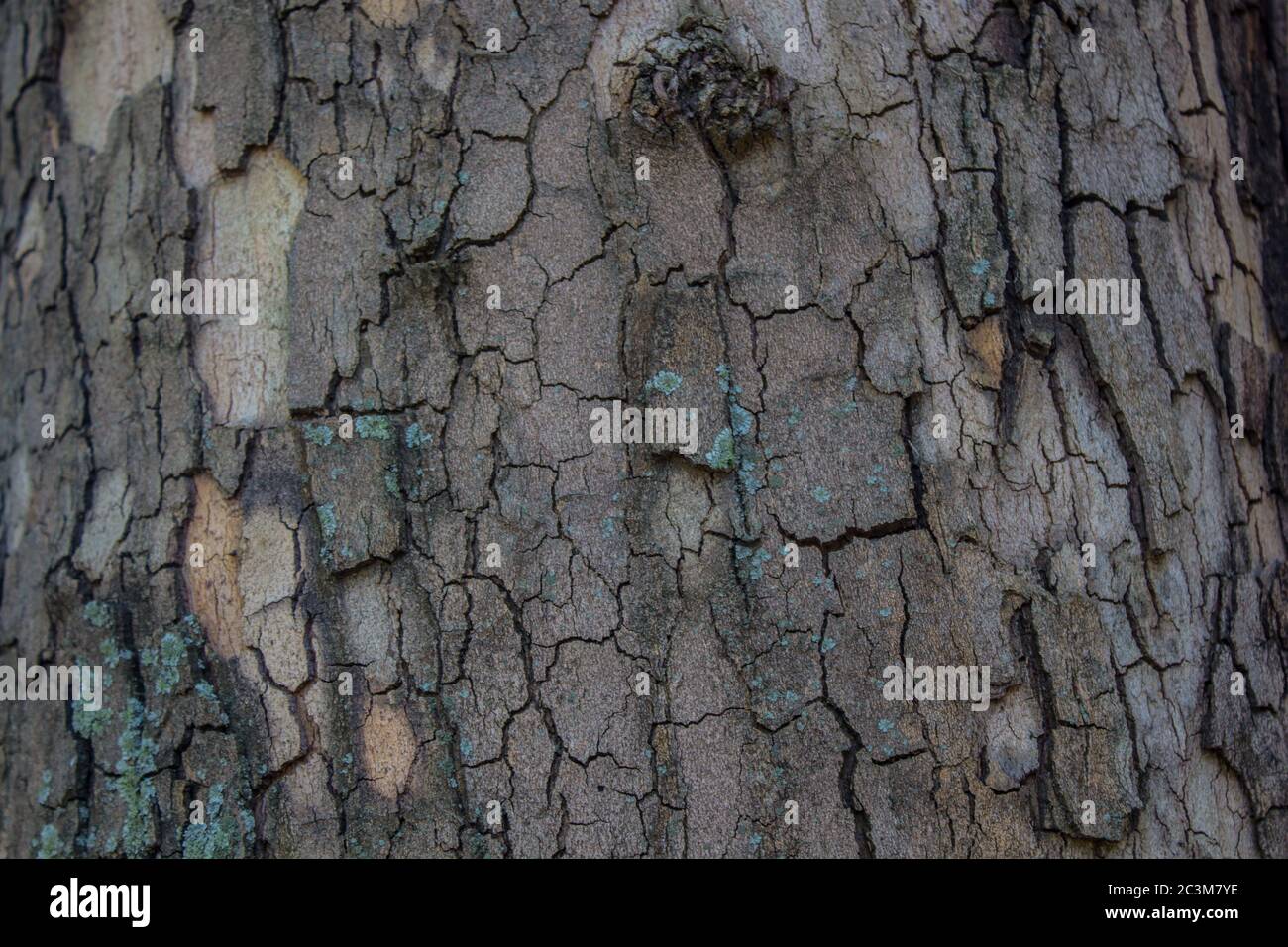 Tree wood texture hi-res stock photography and images - Alamy