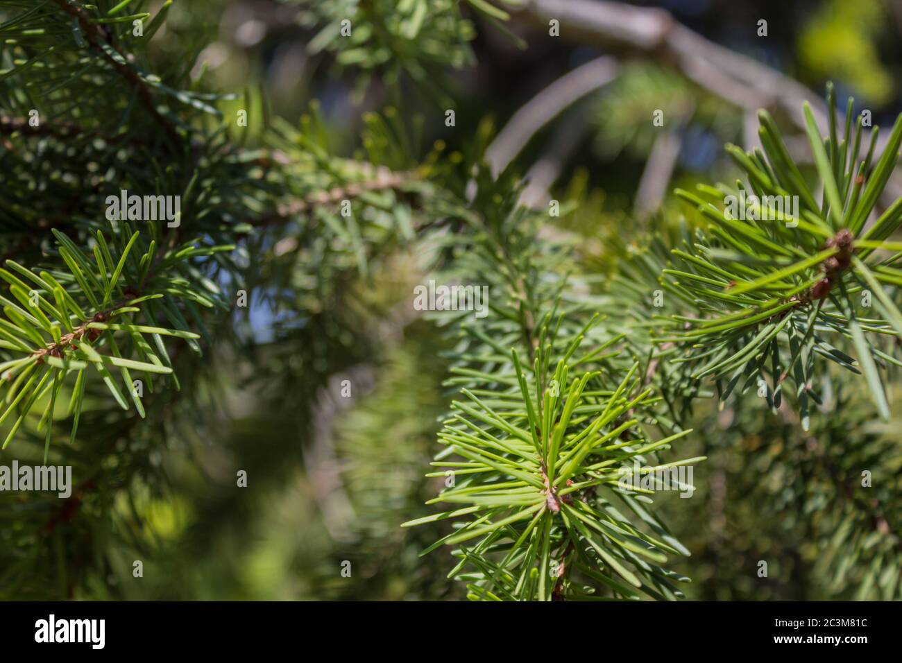 Ever green tree hi-res stock photography and images - Alamy