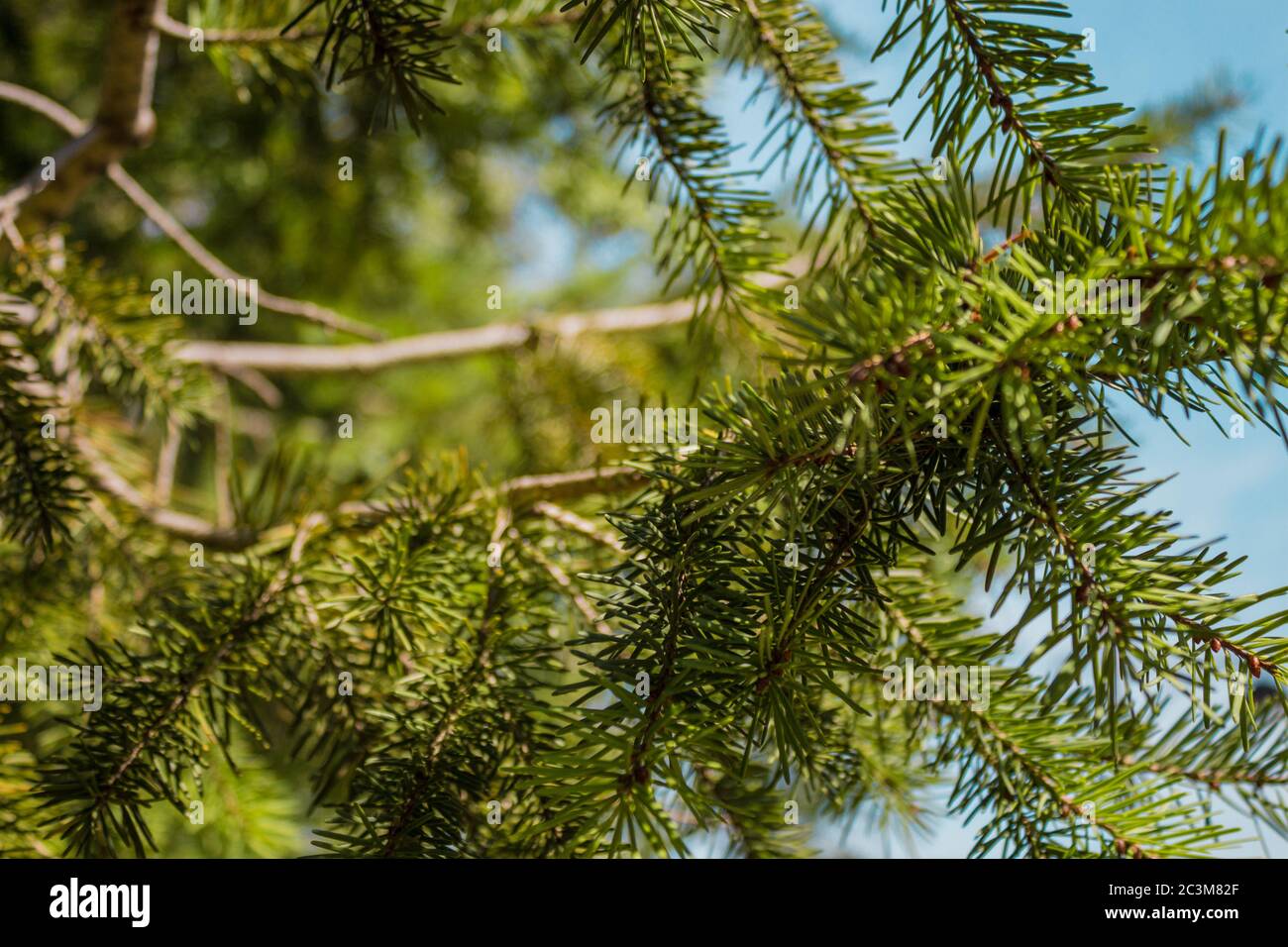 Needles tree hi-res stock photography and images - Alamy