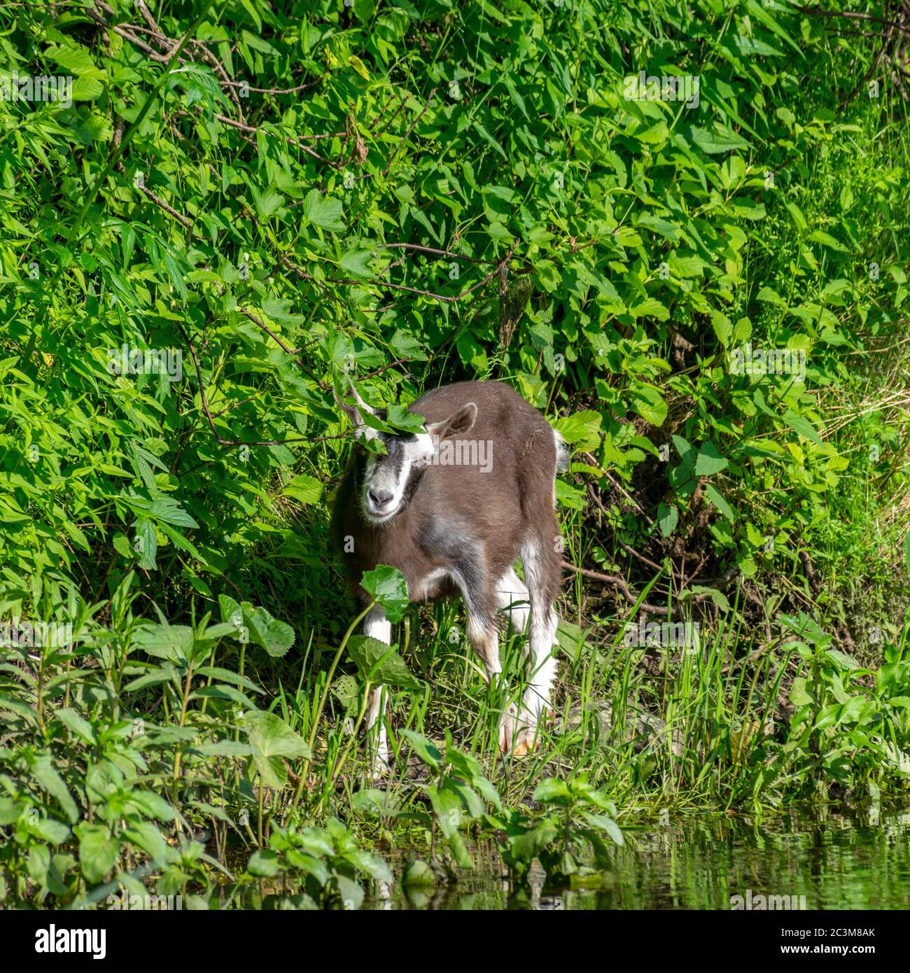 green summer landscape with a small goat on the river bank, a goat ...
