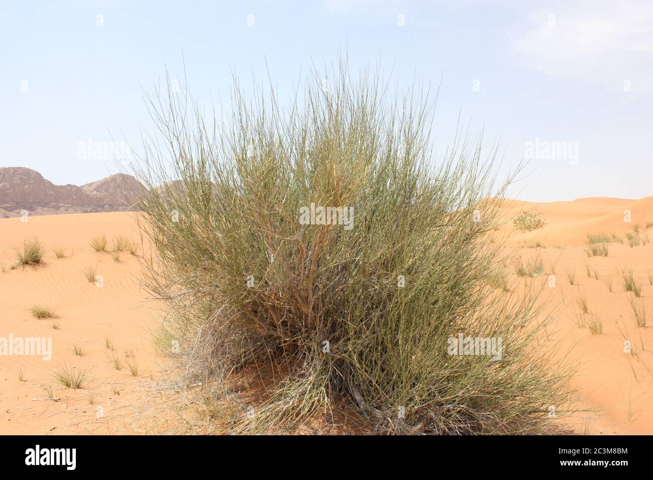 Broom Bush High Resolution Stock Photography and Images - Alamy