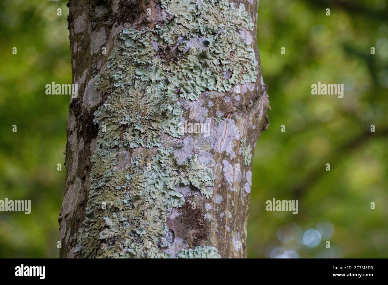 Moss on the tree. Mosses are small flowerless plants that typically ...