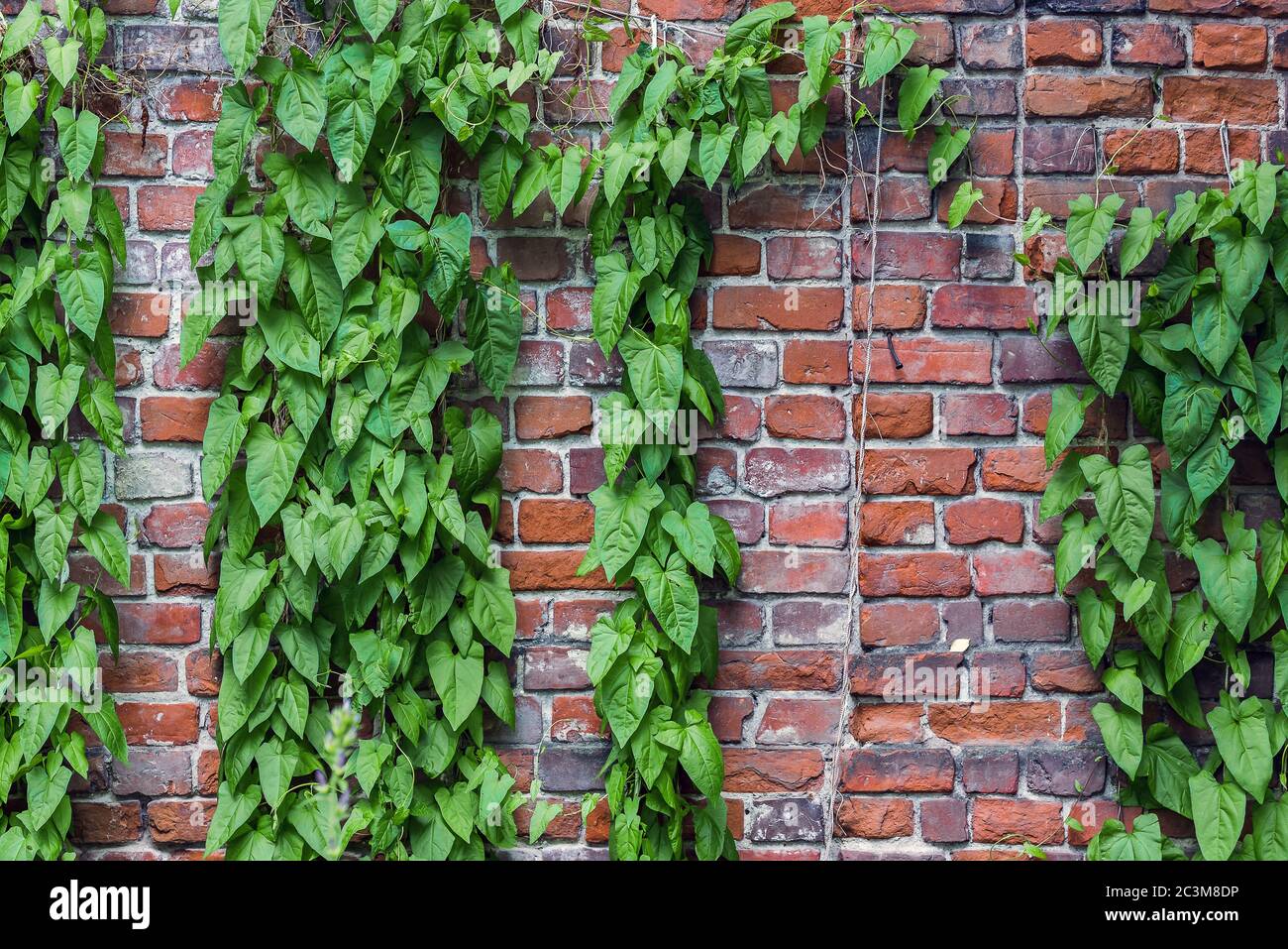 Green brick texture hi-res stock photography and images - Alamy