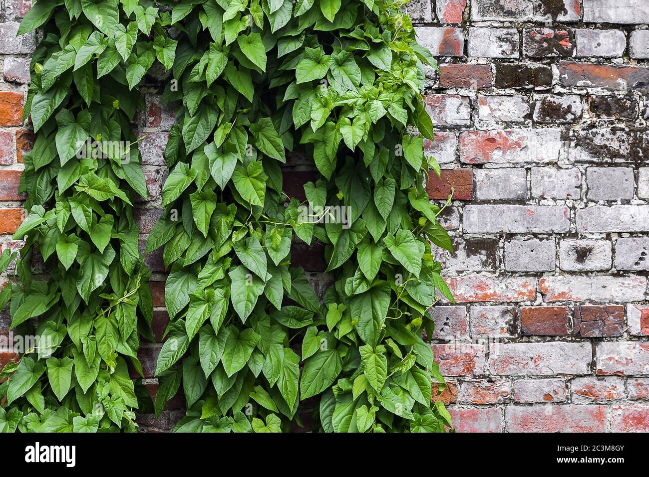 Climbing plant concrete wall hi-res stock photography and images - Alamy
