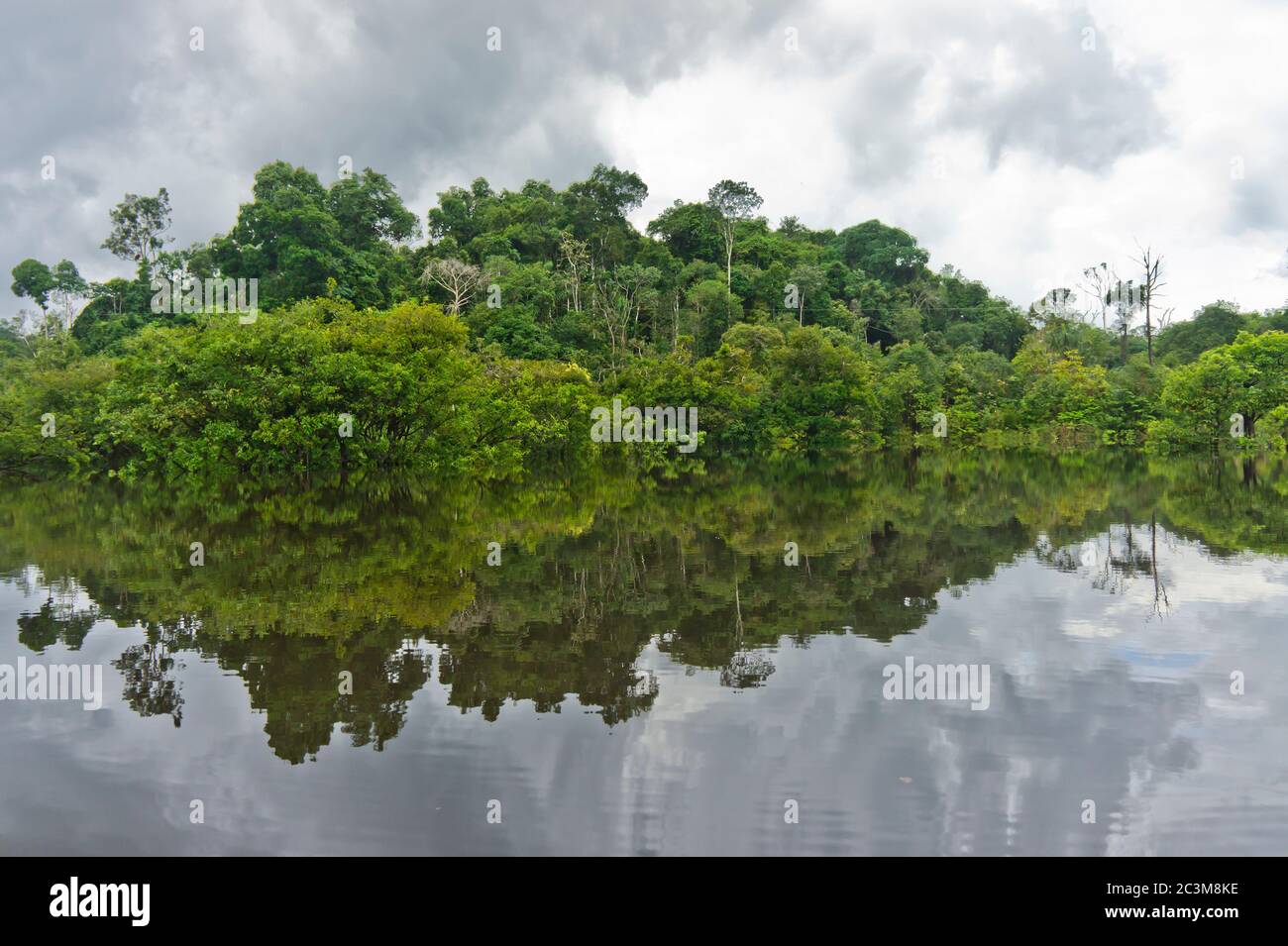 Jungle and amazon view trees hi-res stock photography and images - Alamy