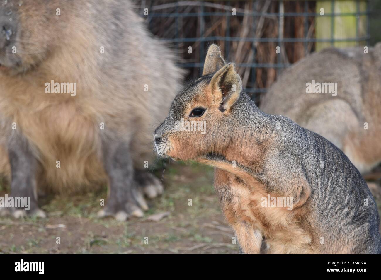 A single Mara animal at Noah's Ark Zoo Farm in Bristol, England, UK ...