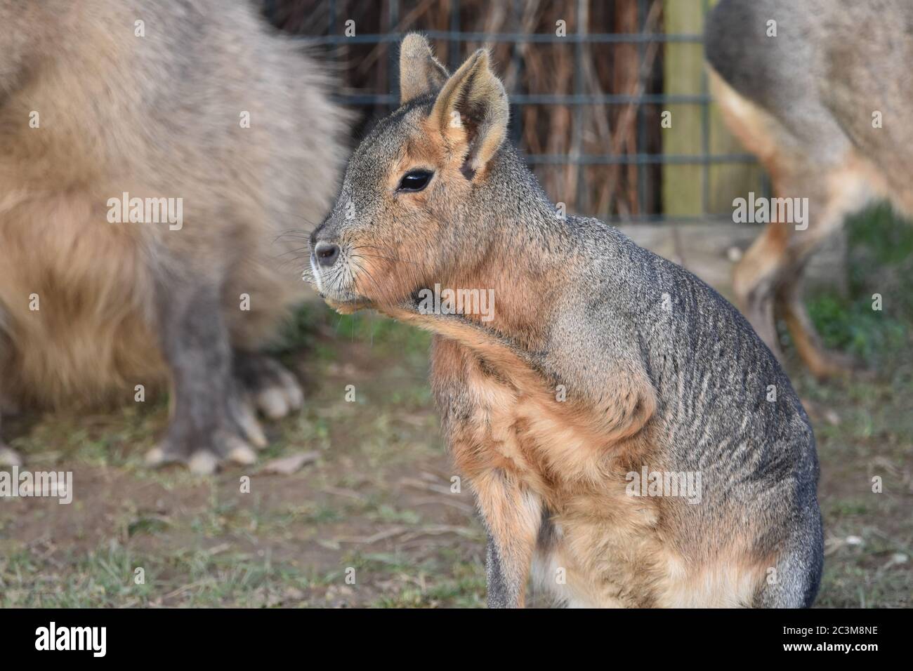 A single Mara animal at Noah's Ark Zoo Farm in Bristol, England, UK ...