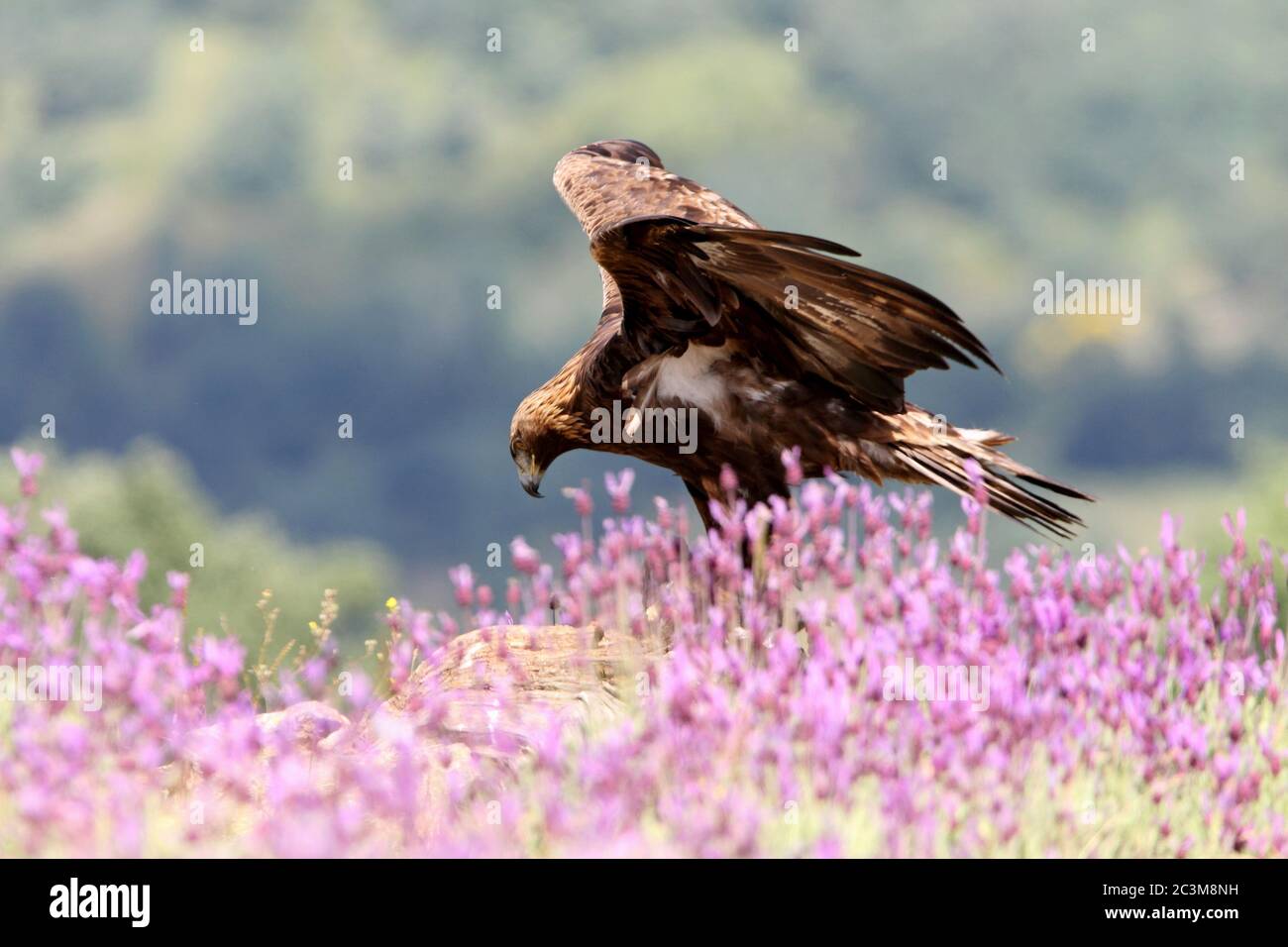 Golden eagle among purple flowers with the first light of day Stock ...