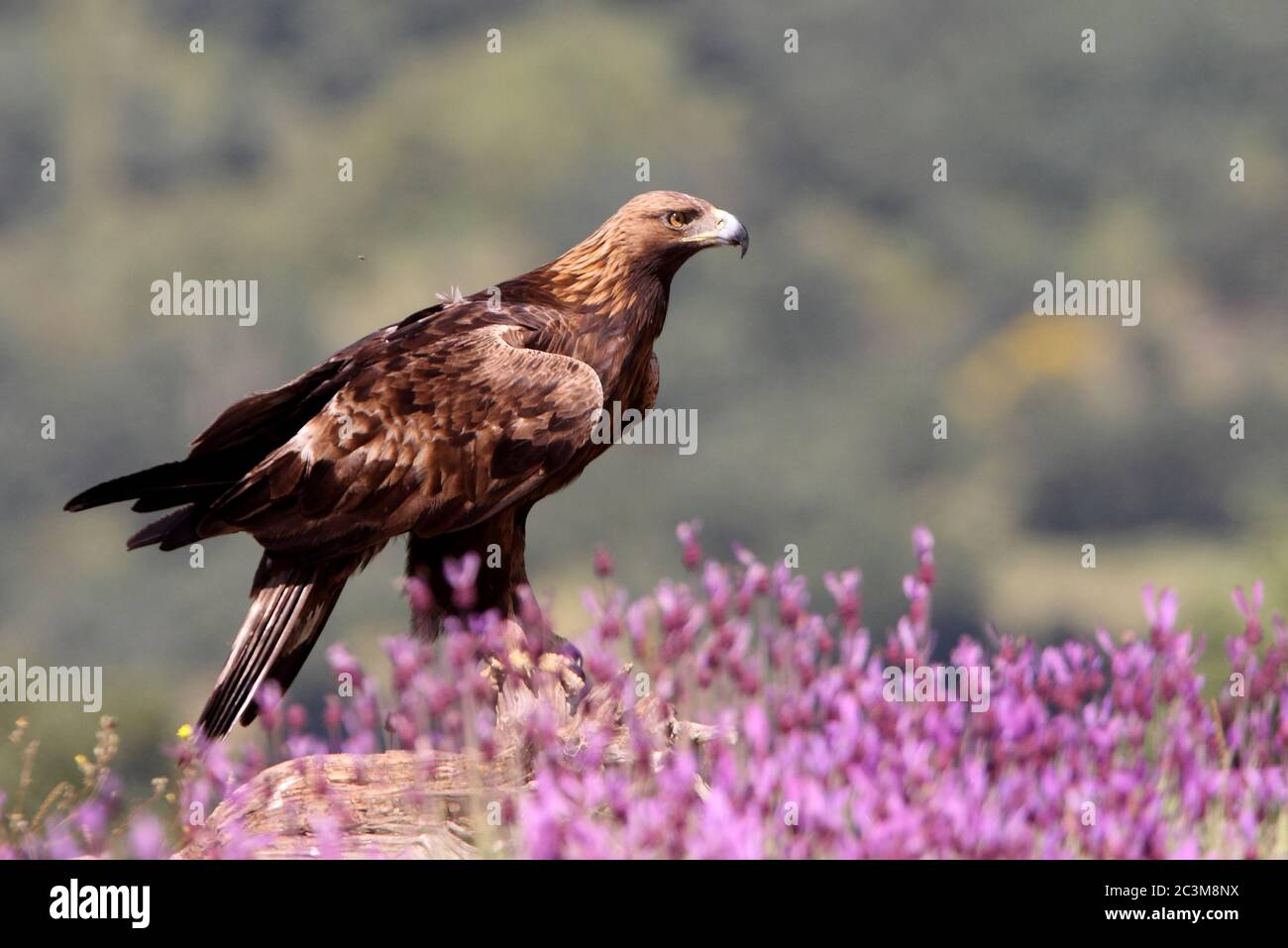 Golden eagle among purple flowers with the first light of day Stock ...