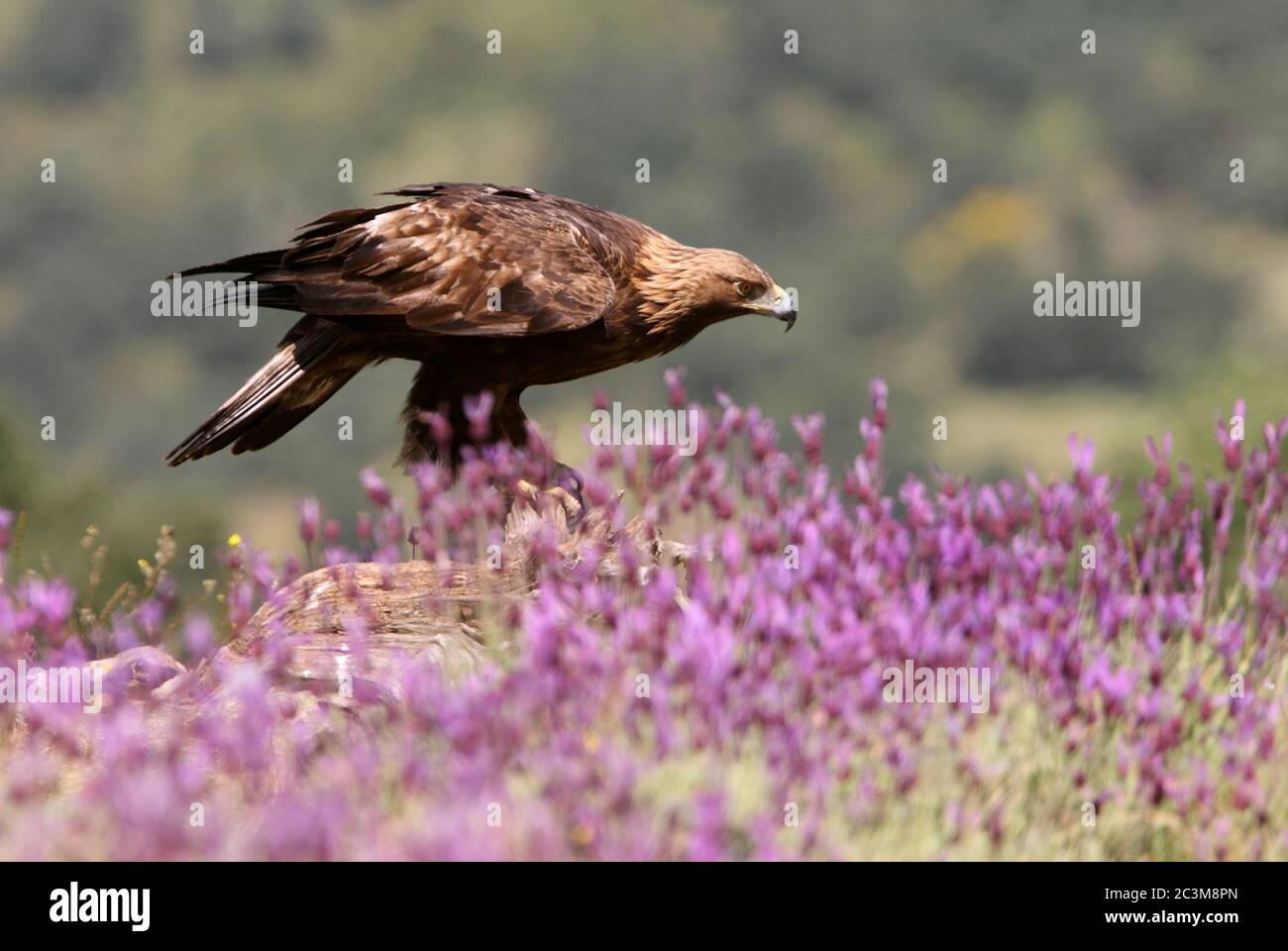 Golden eagle among purple flowers with the first light of day Stock ...