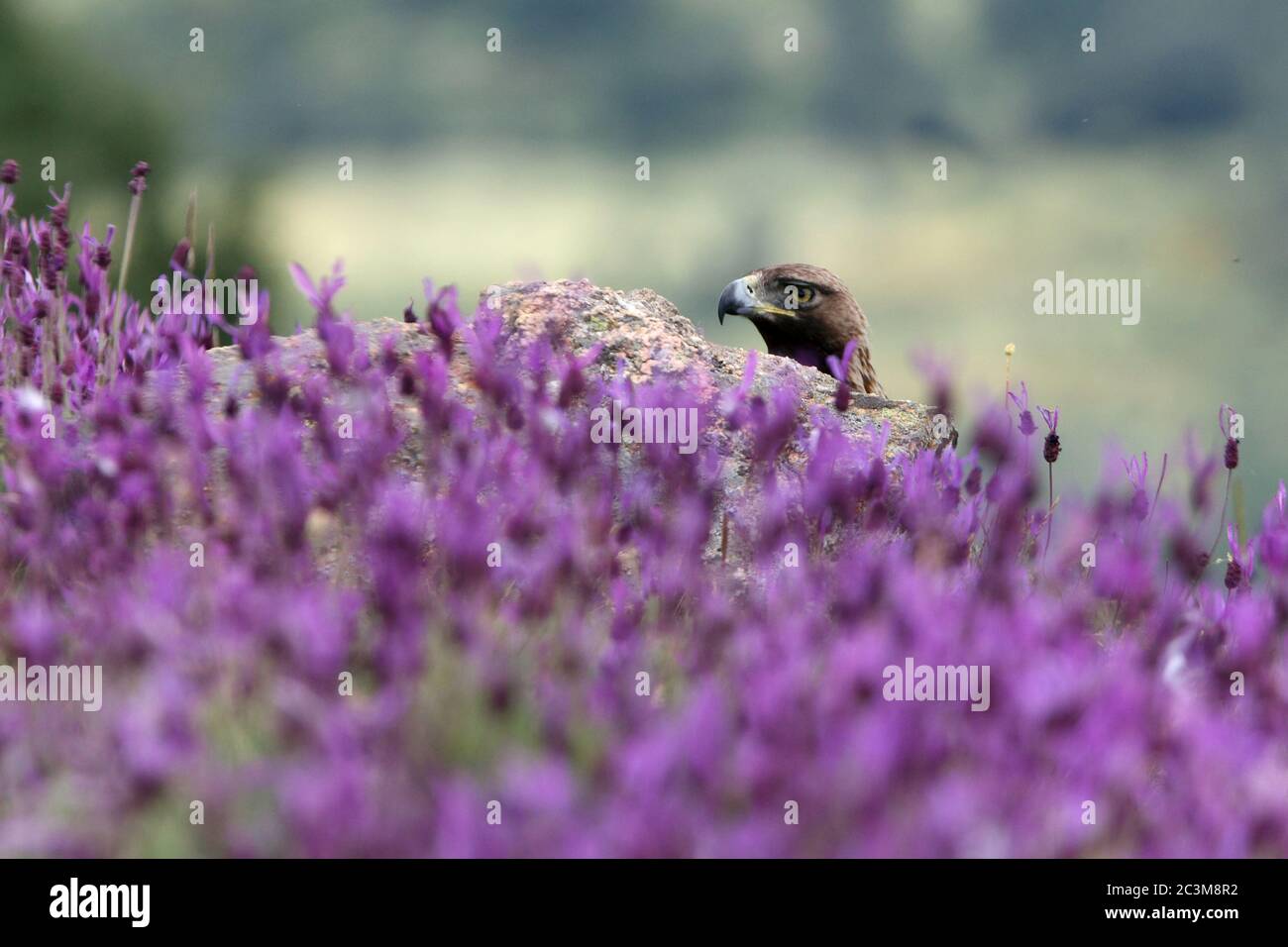 Golden eagle among purple flowers with the first light of day Stock ...