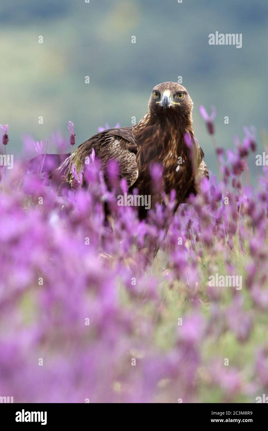 Golden eagle among purple flowers with the first light of day Stock ...