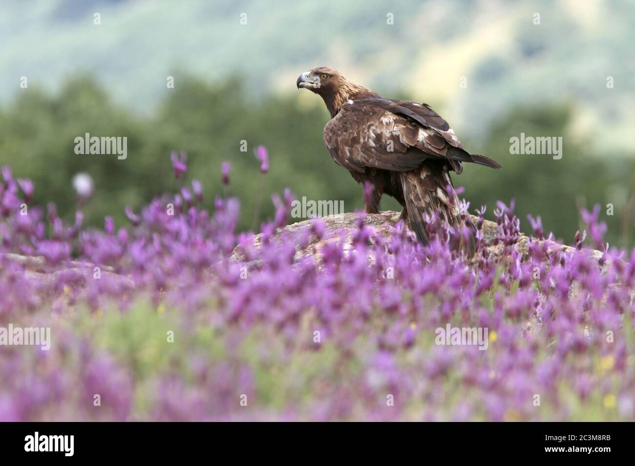 Golden eagle among purple flowers with the first light of day Stock ...