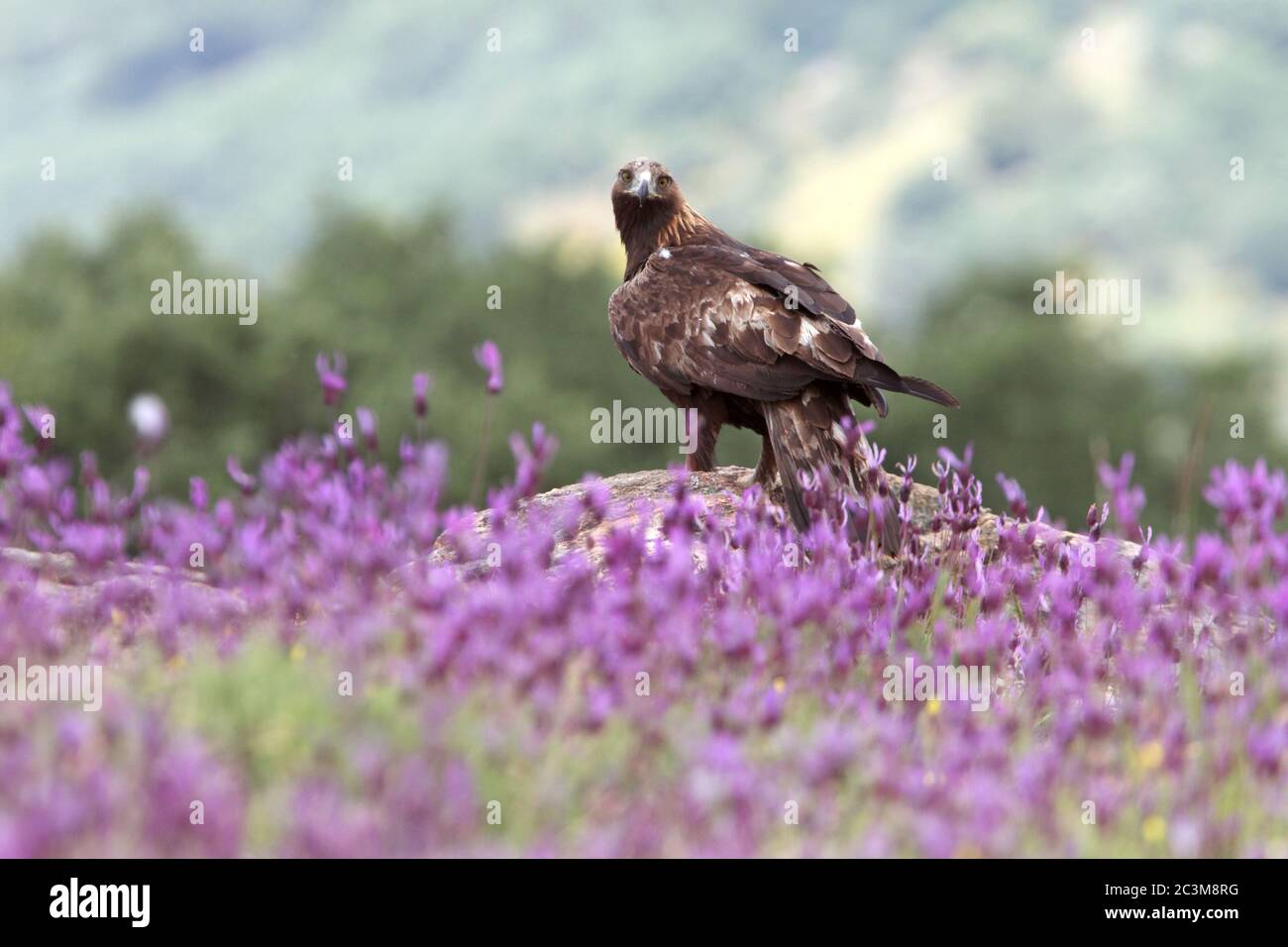 Golden eagle among purple flowers with the first light of day Stock ...