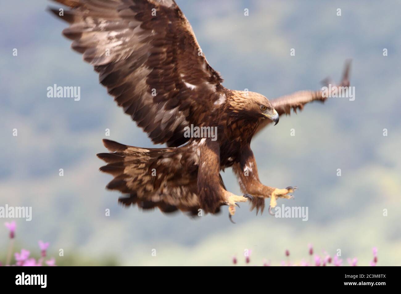 Golden eagle among purple flowers with the first light of day Stock ...