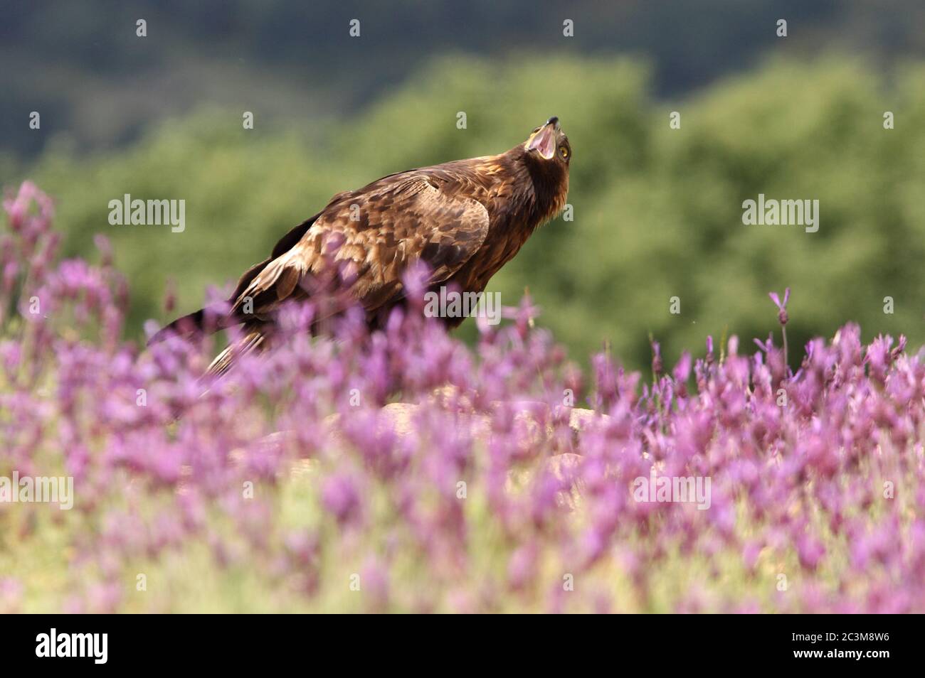 Golden eagle among purple flowers with the first light of day Stock ...