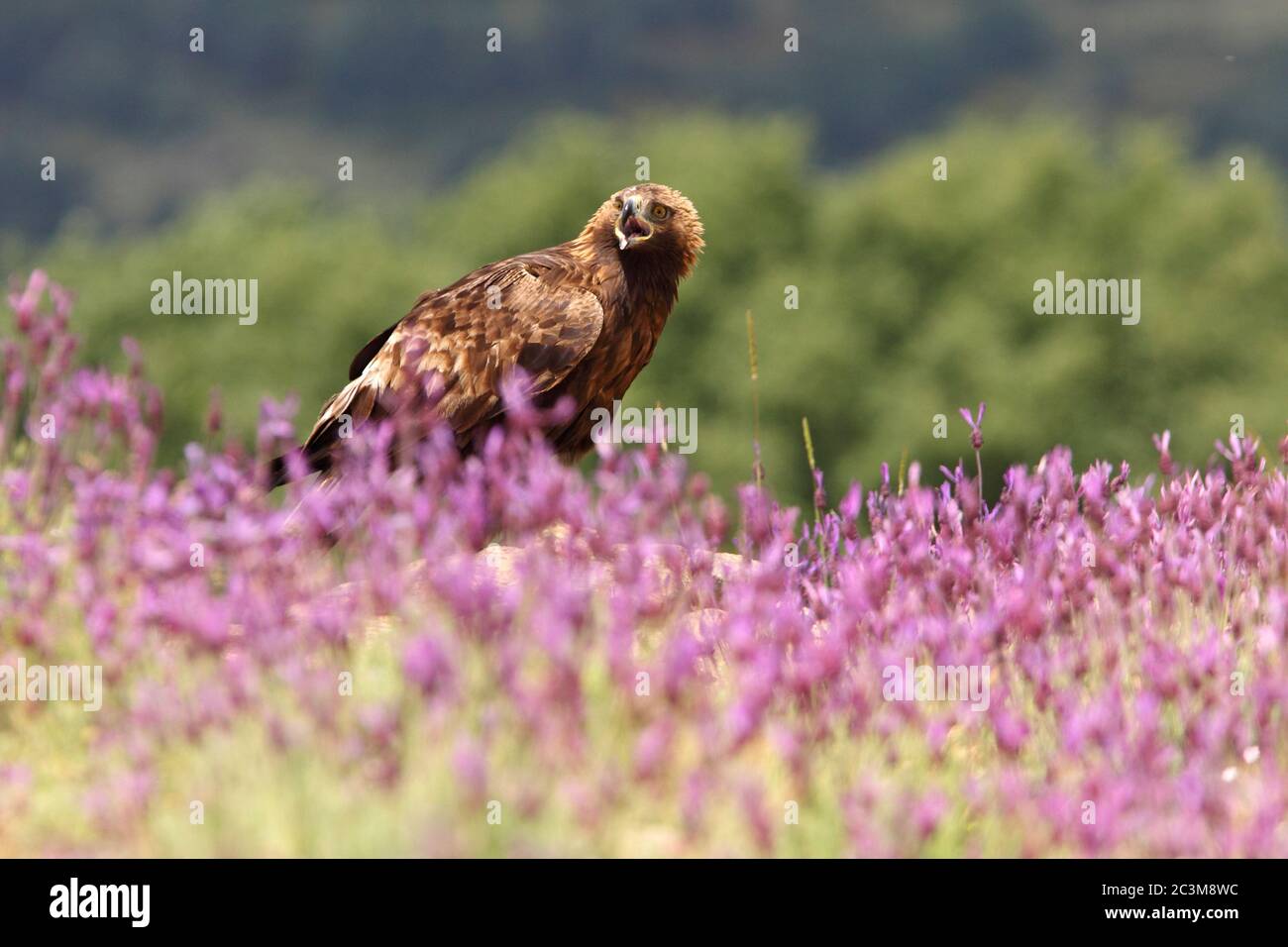Golden eagle among purple flowers with the first light of day Stock ...