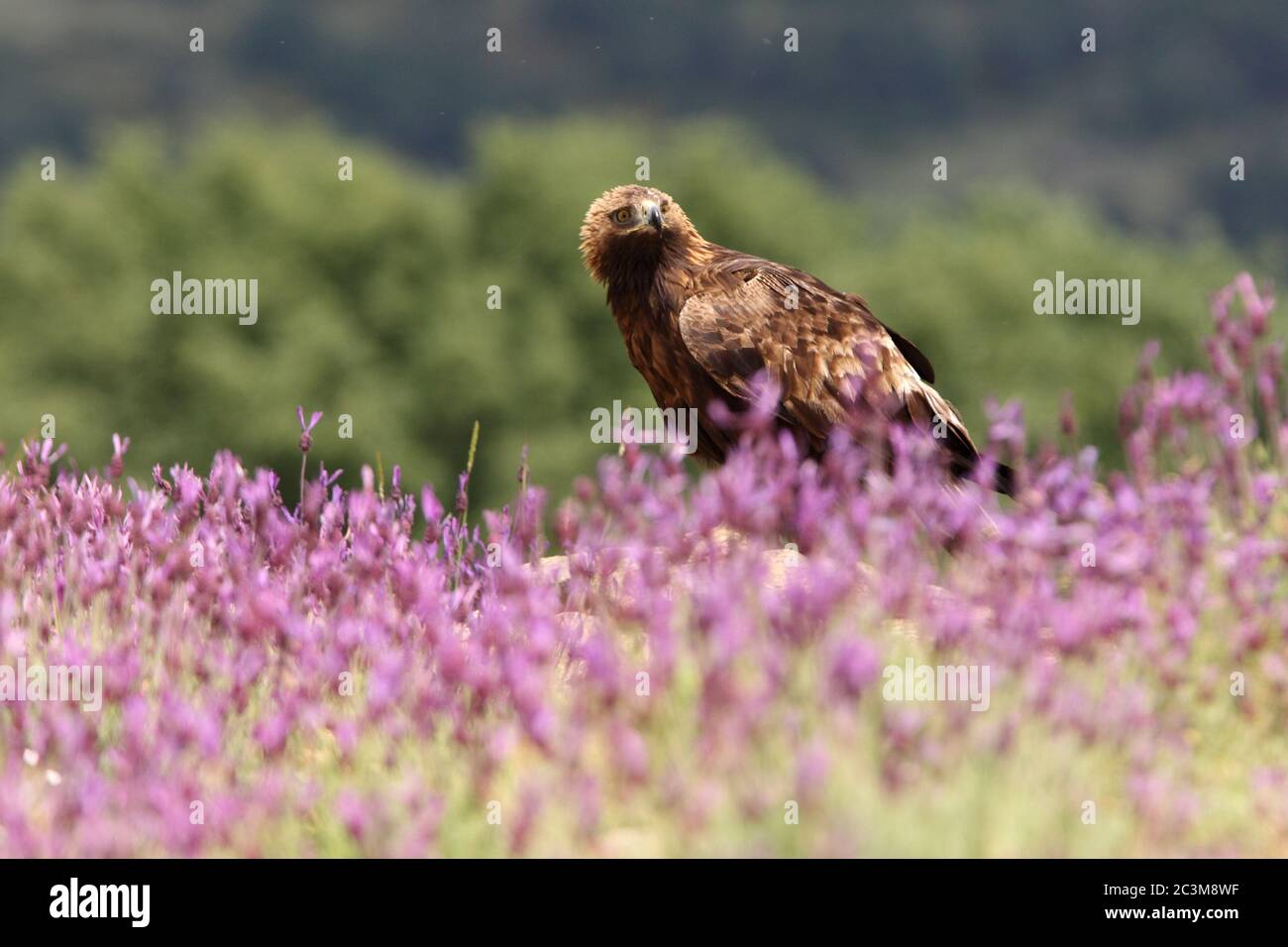 Golden eagle among purple flowers with the first light of day Stock ...