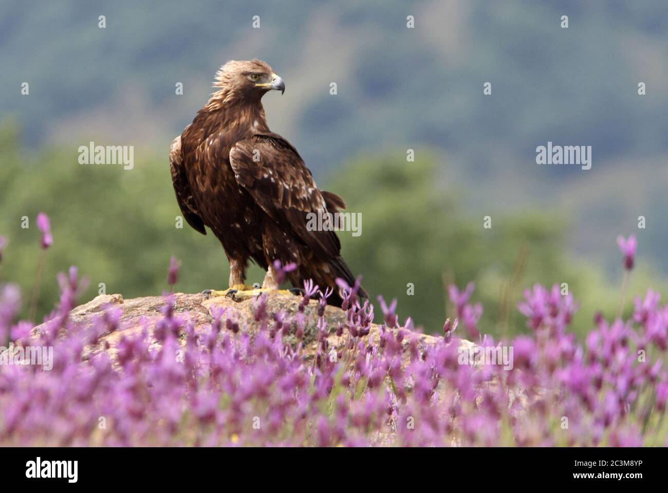 Golden eagle among purple flowers with the first light of day Stock ...