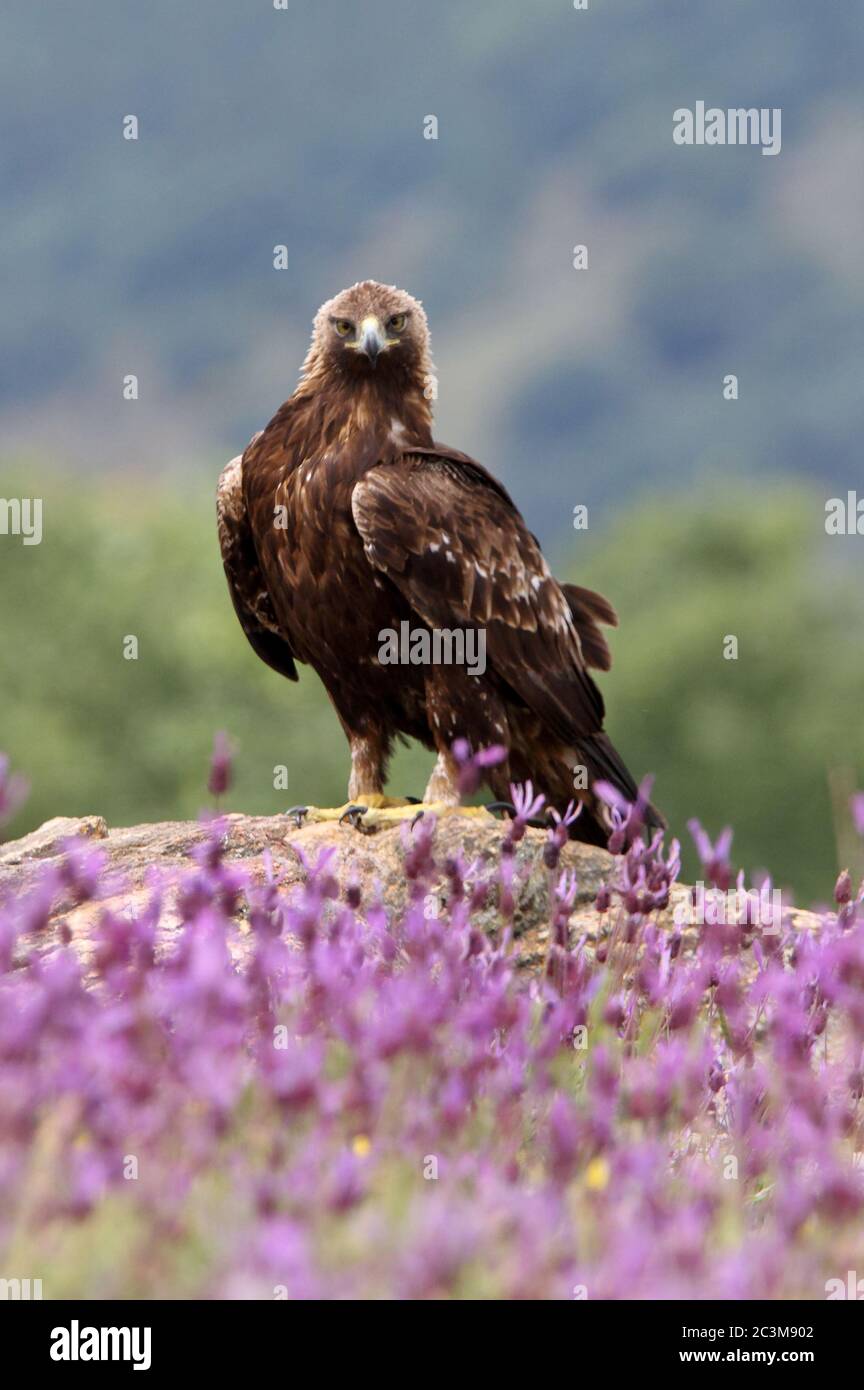 Golden eagle among purple flowers with the first light of day Stock ...