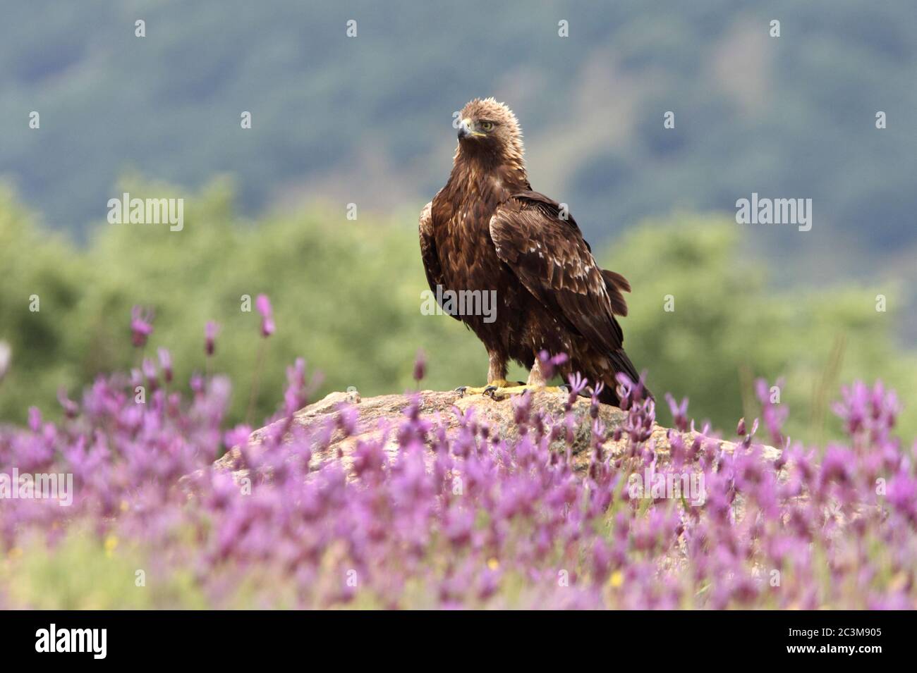 Golden eagle among purple flowers with the first light of day Stock ...