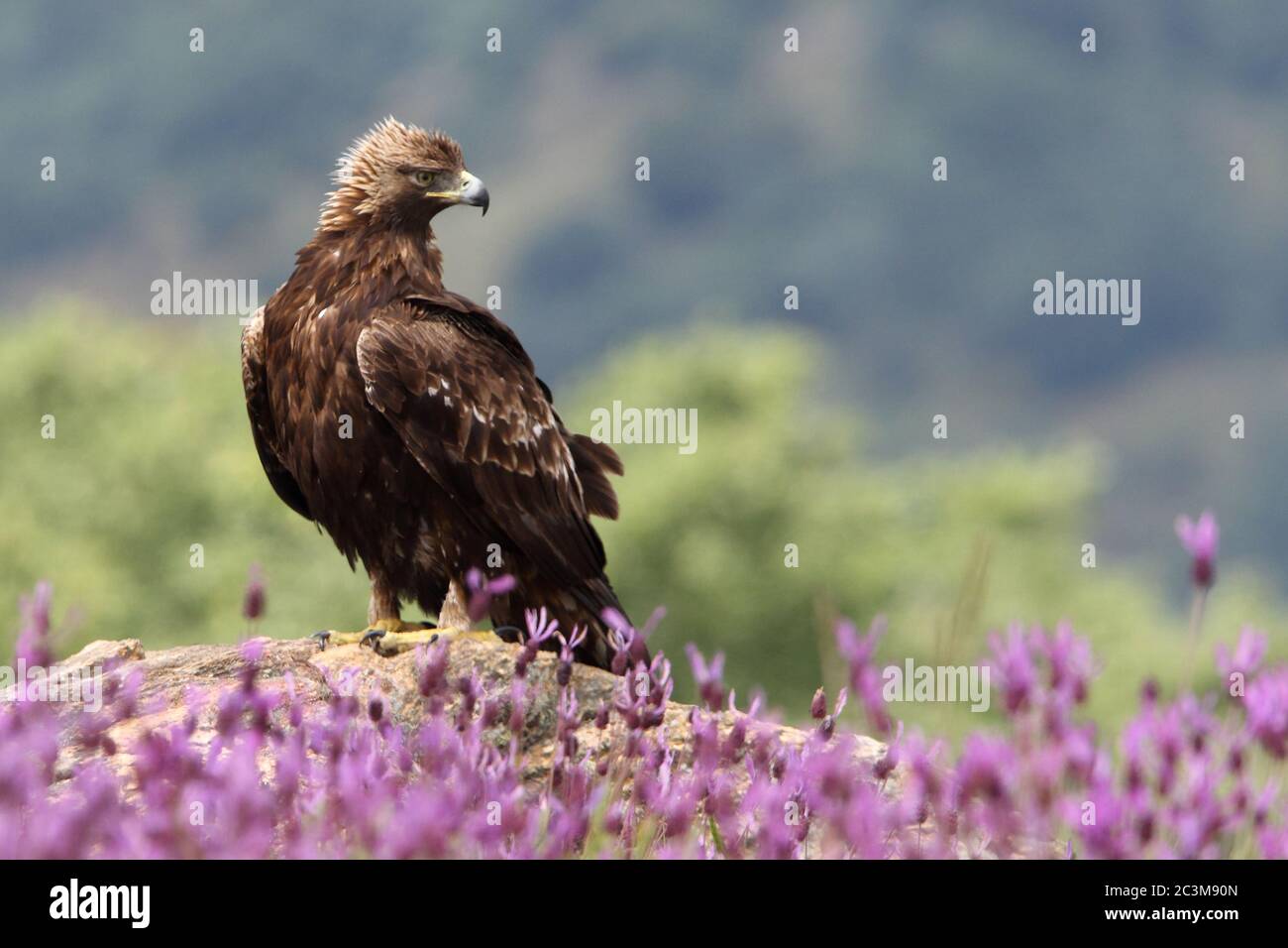 Golden eagle among purple flowers with the first light of day Stock ...